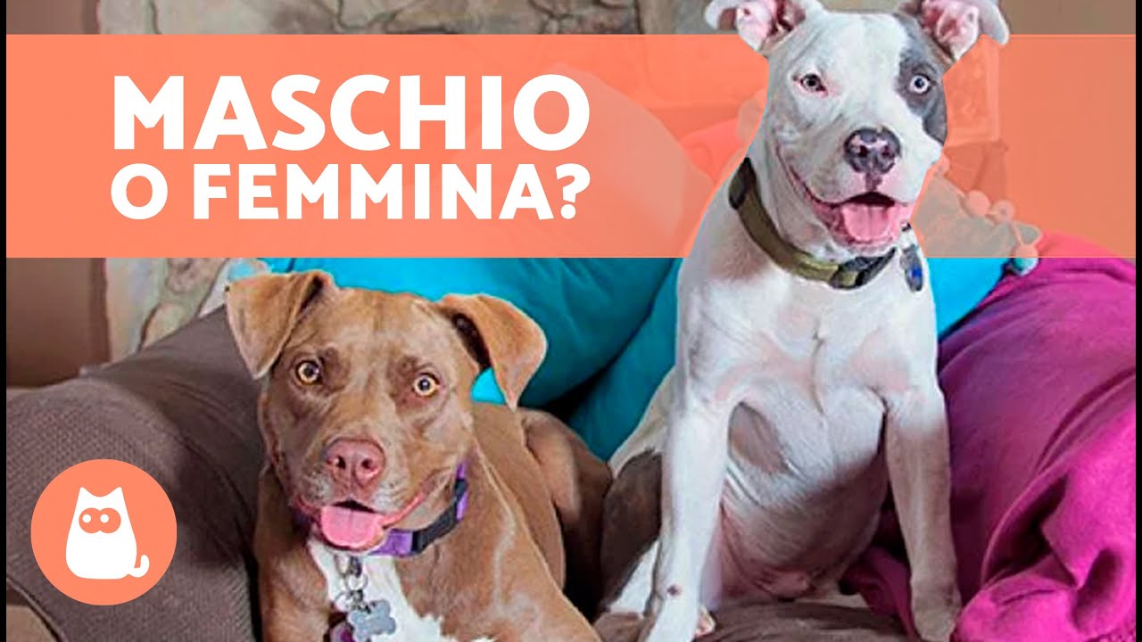 La Guerra dei Caratteri: Differenze tra Carattere di Pitbull Maschio e ...