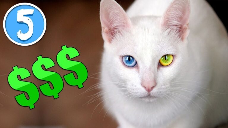 Scopri il gatto più costoso del mondo: prezioso, raro e affascinante ...